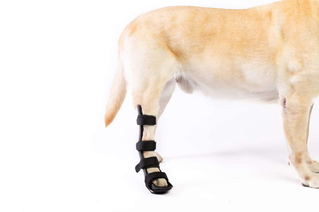 FÉRULA RÍGIDA TRASERA - ORTOVETS – Franz Haus